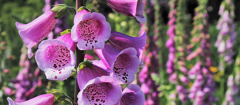 Now's the time to plant biennials for next year | Burgon & Ball Blog ...