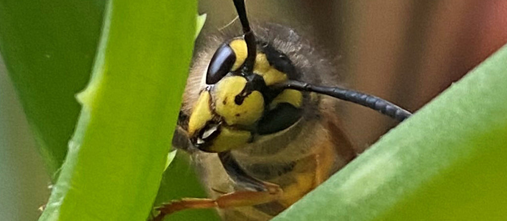 Jean Vernon's Power Plants for Pollinators | Burgon & Ball Journal ...