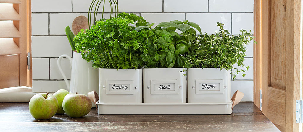 Growing Herbs In A Window How To Create The Perfect Backyard Herb