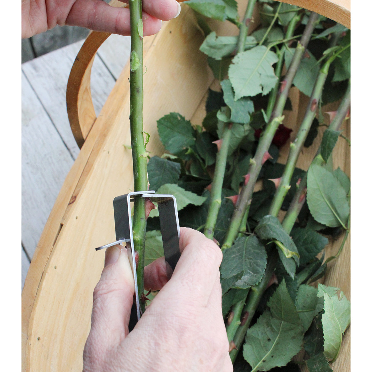 Thorn Stripper – Burgon and Ball