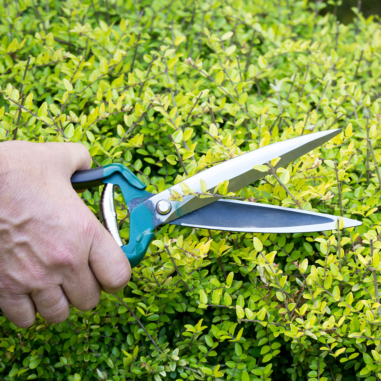 Shrub Shear - RHS Endorsed | Burgon & Ball – Burgon and Ball